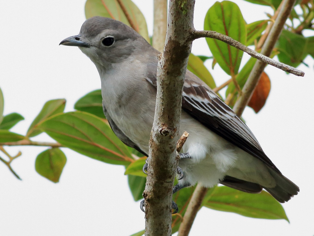 Snowy Cotinga - eBird