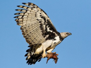 Harpy Eagle - eBird