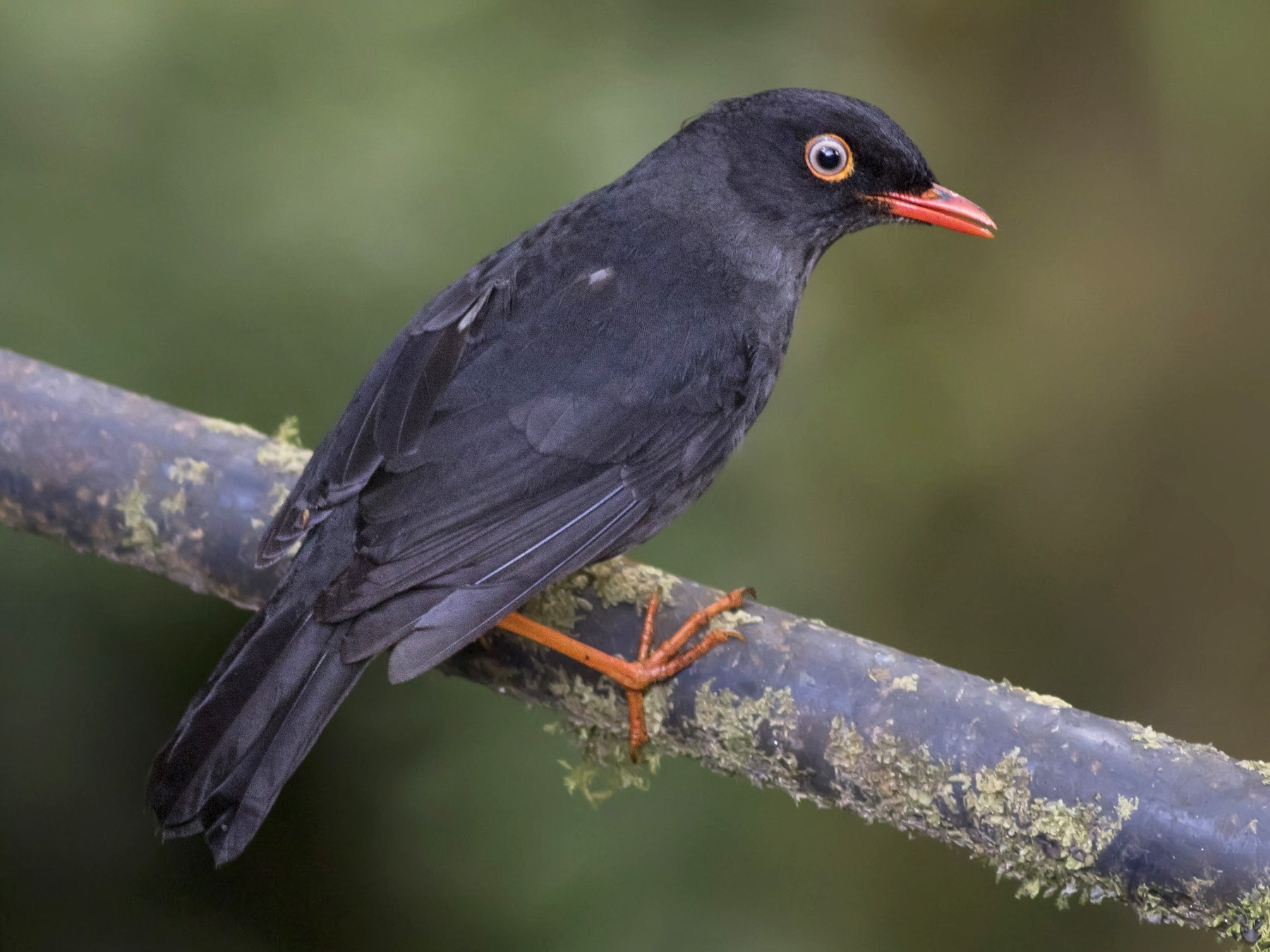 Slaty-backed Nightingale-Thrush - eBird