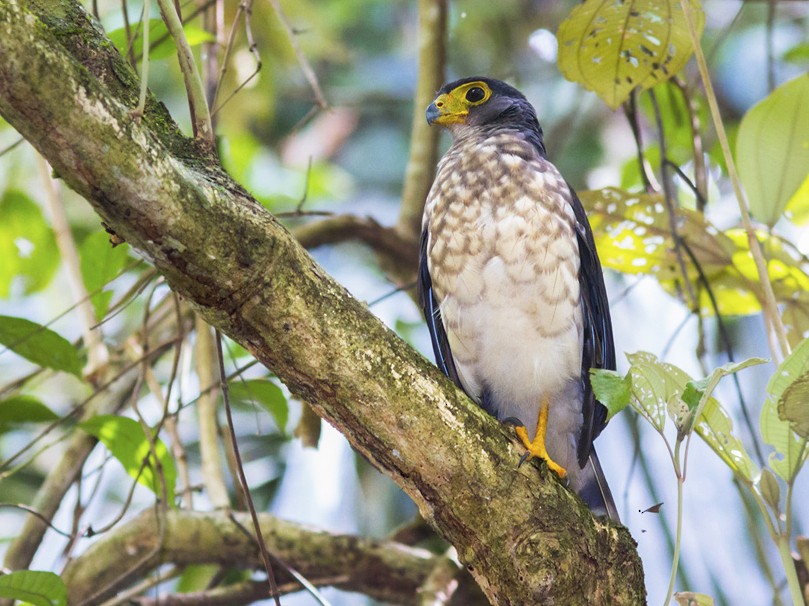 Slaty-backed Forest-Falcon - eBird
