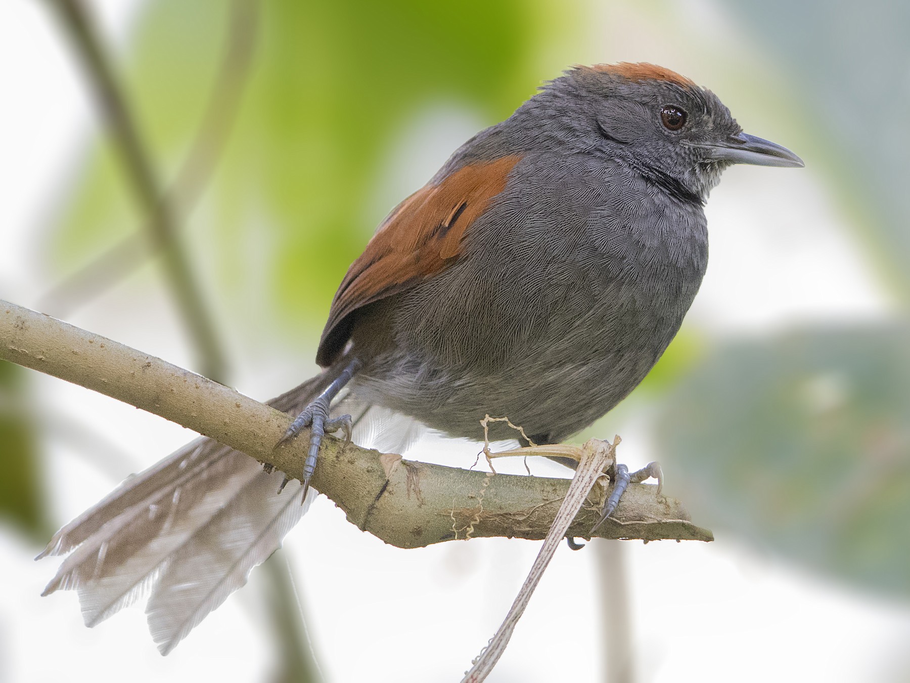 Slaty Spinetail - eBird