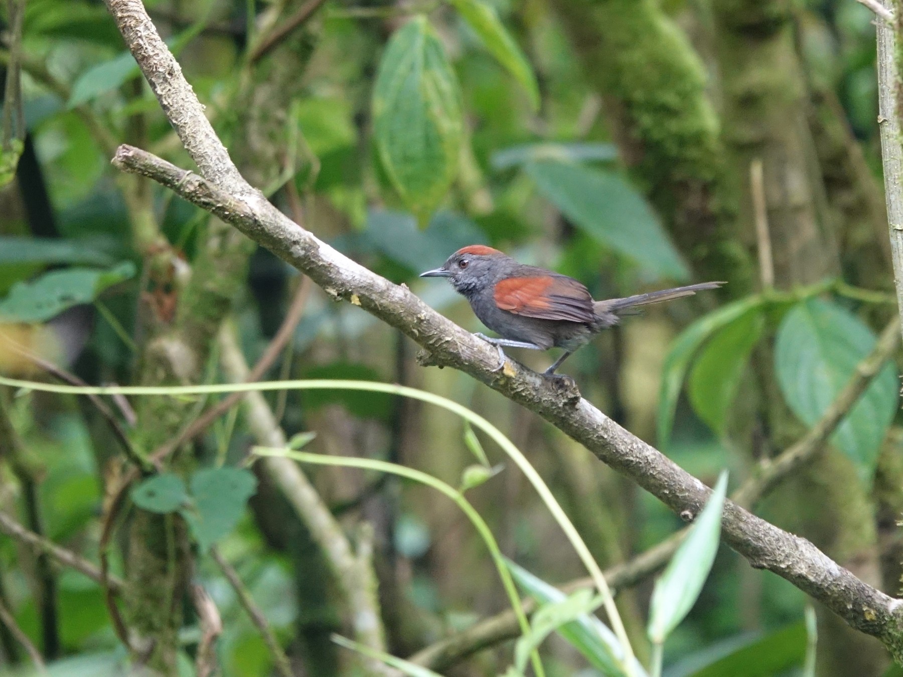 Slaty Spinetail - eBird
