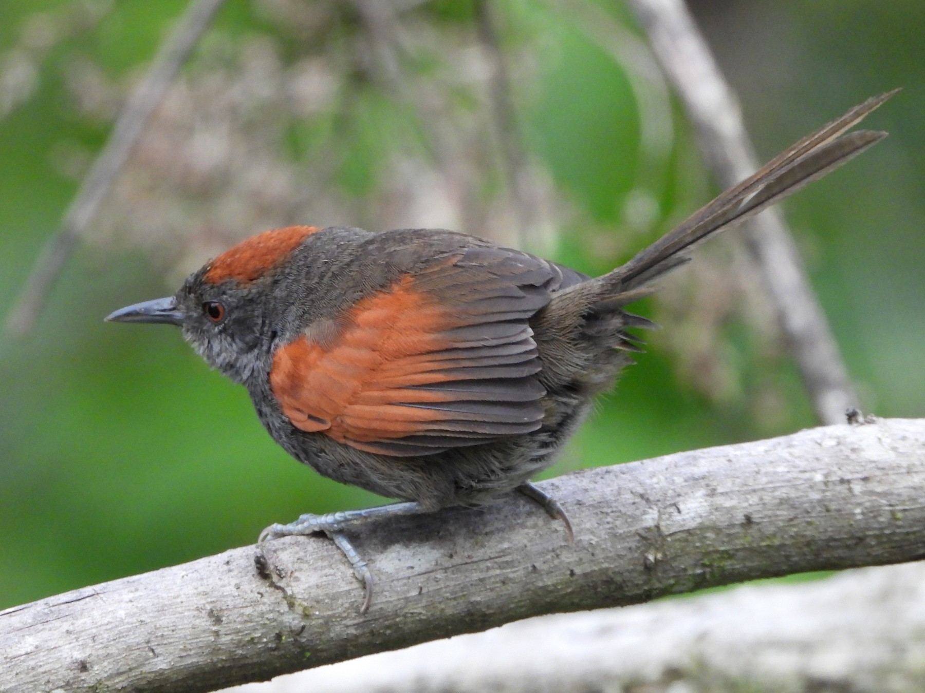 Slaty Spinetail - eBird
