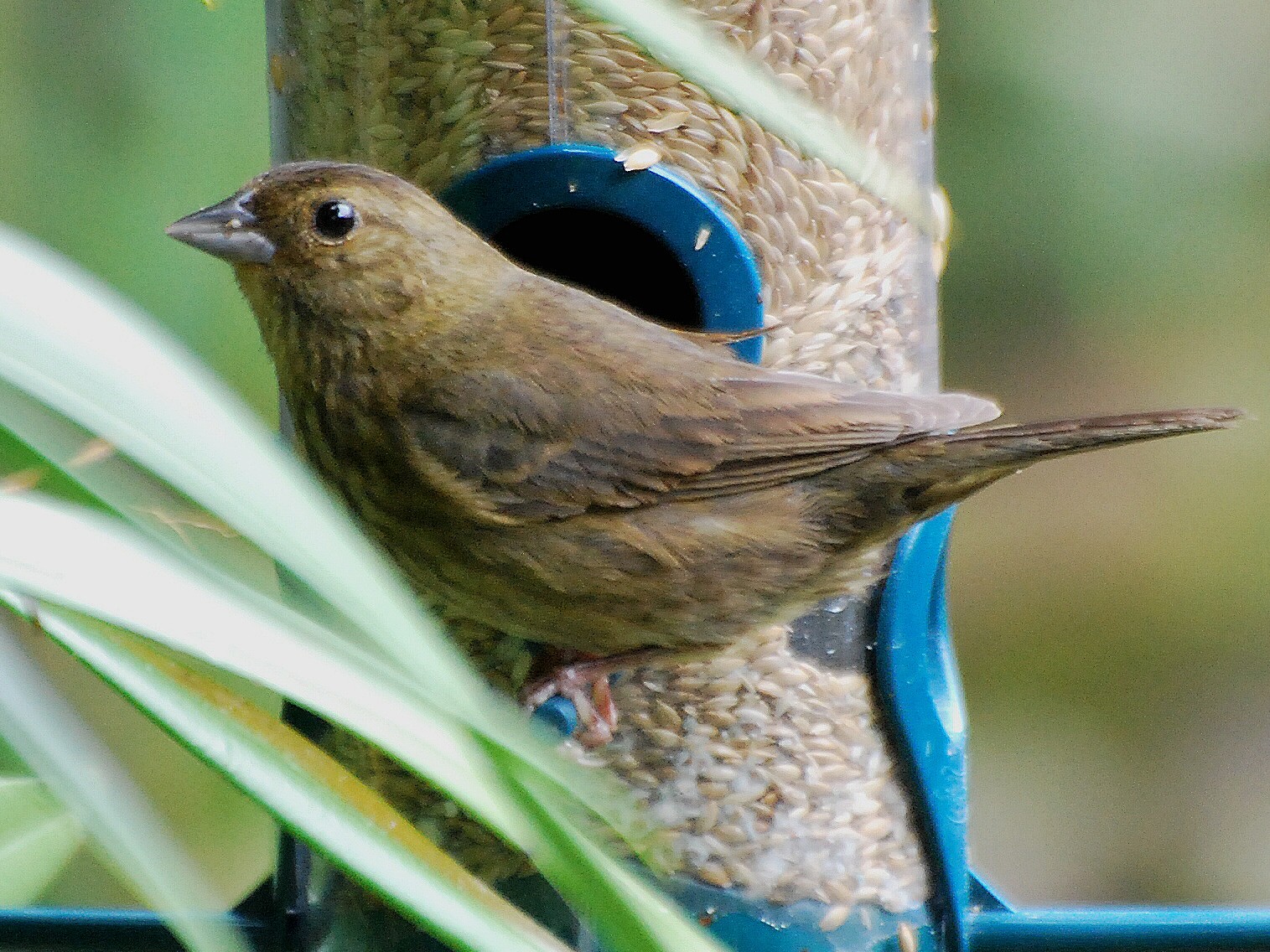 Slaty Finch - eBird