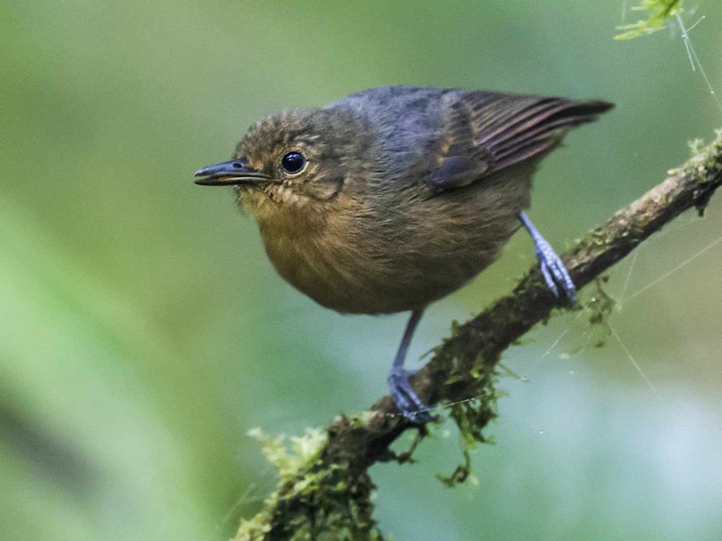 Slaty Antwren - eBird