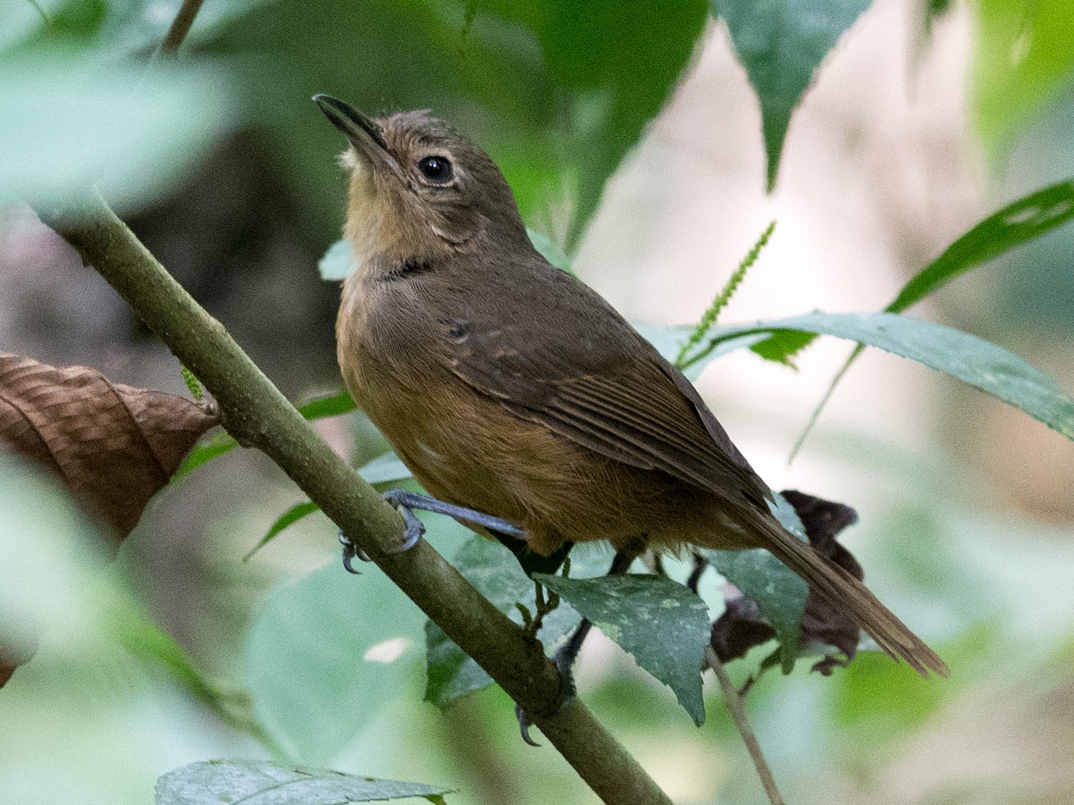 Slaty Antwren - eBird
