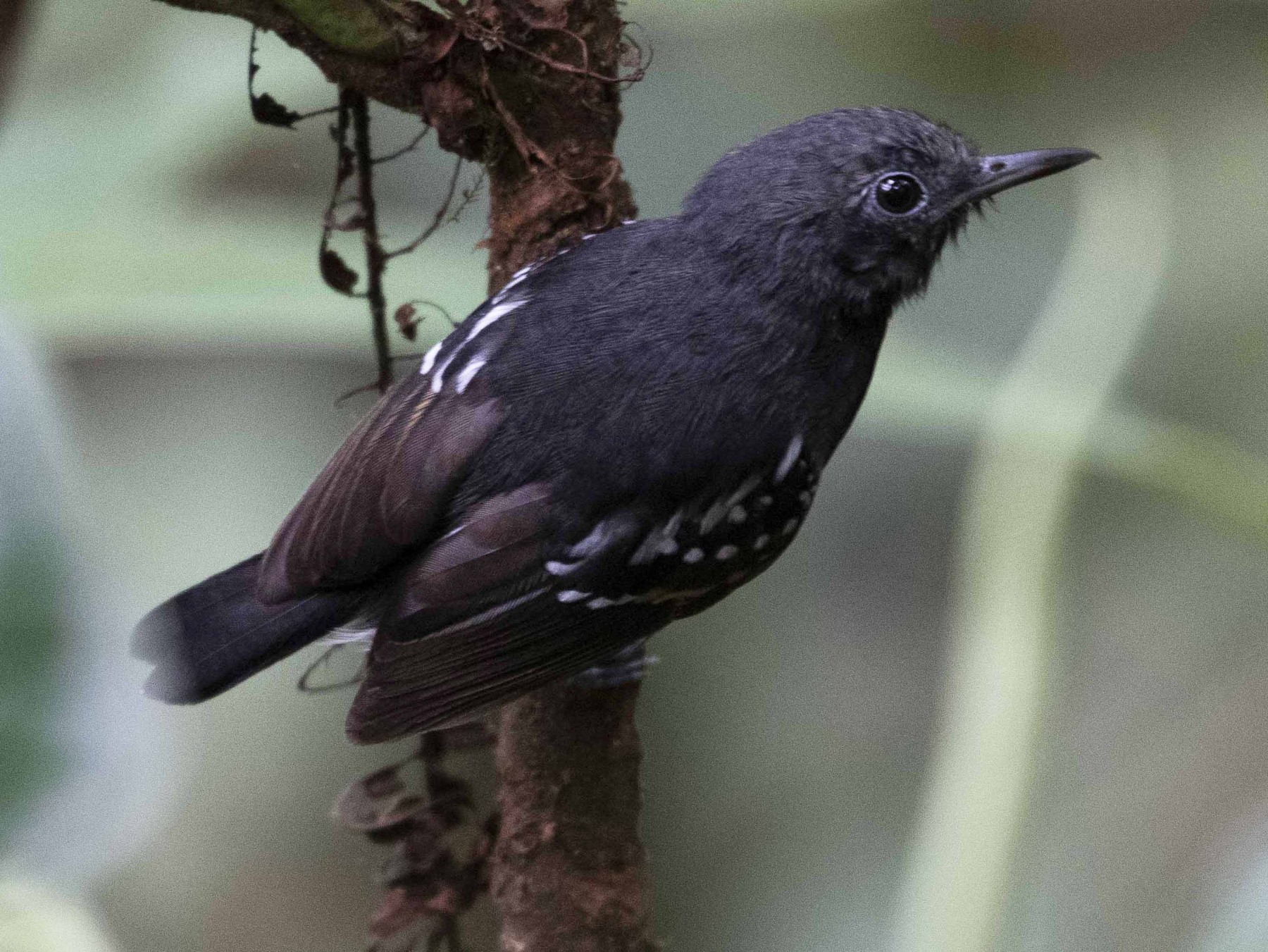 Slaty Antwren - eBird