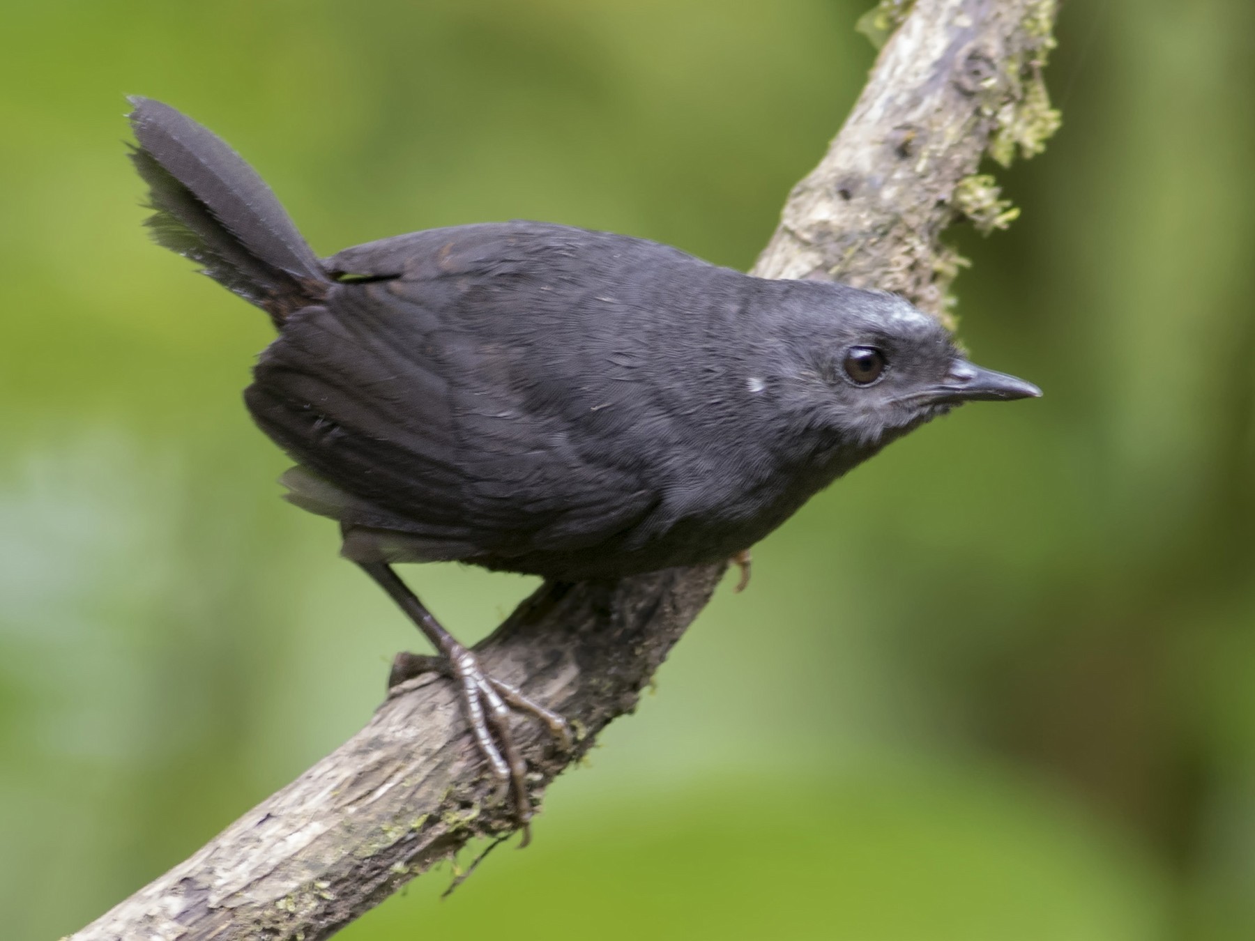 Silvery-fronted Tapaculo - eBird