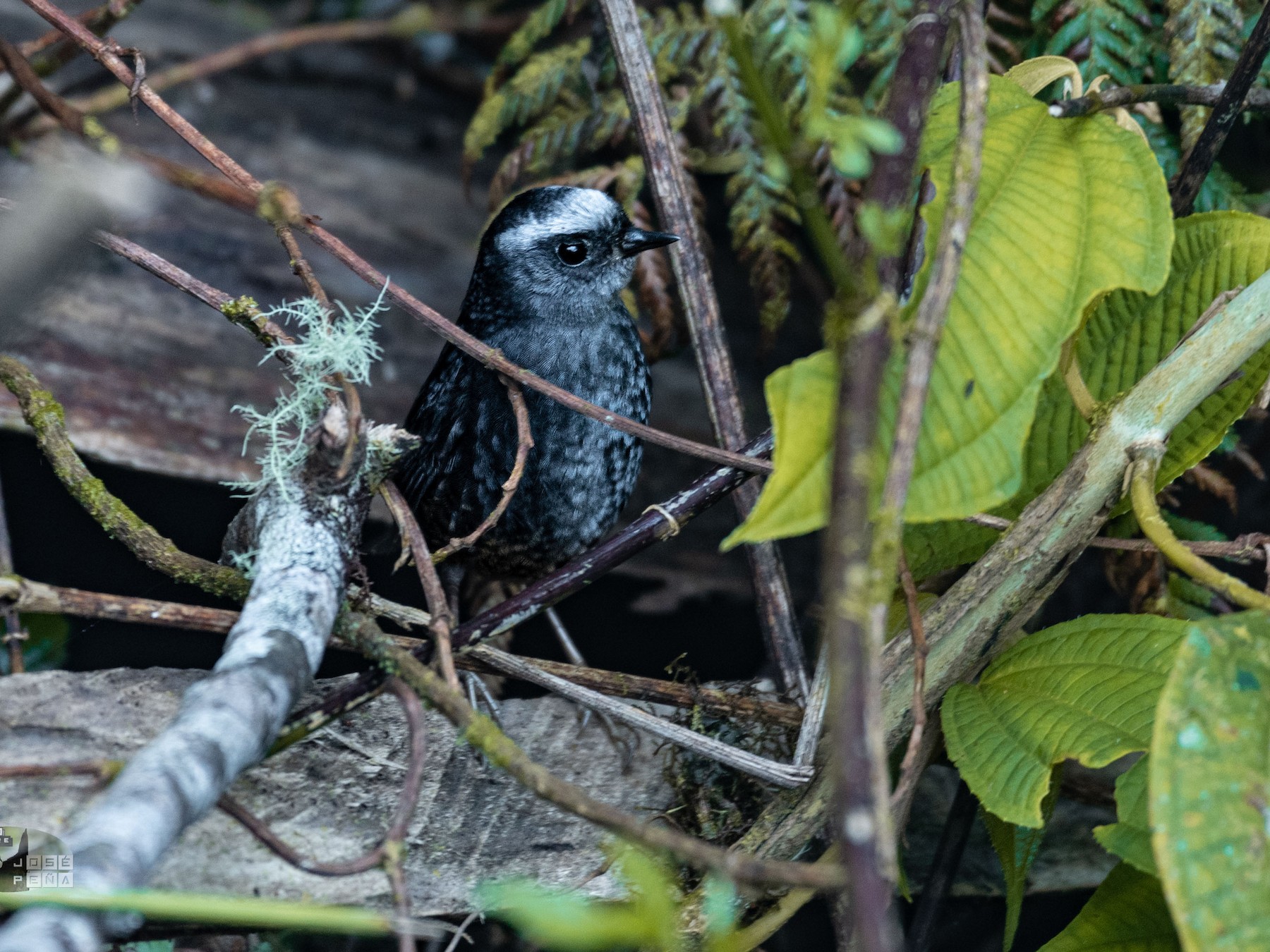 Silvery-fronted Tapaculo - eBird