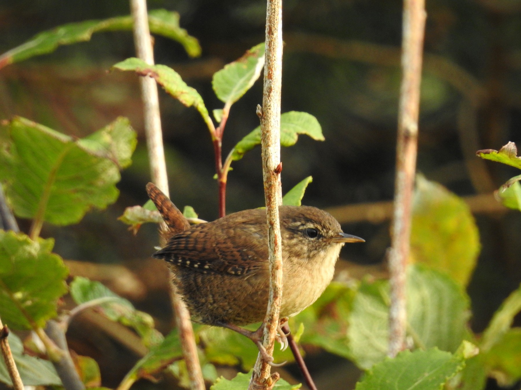 Eurasian Wren (Hebridean) - eBird