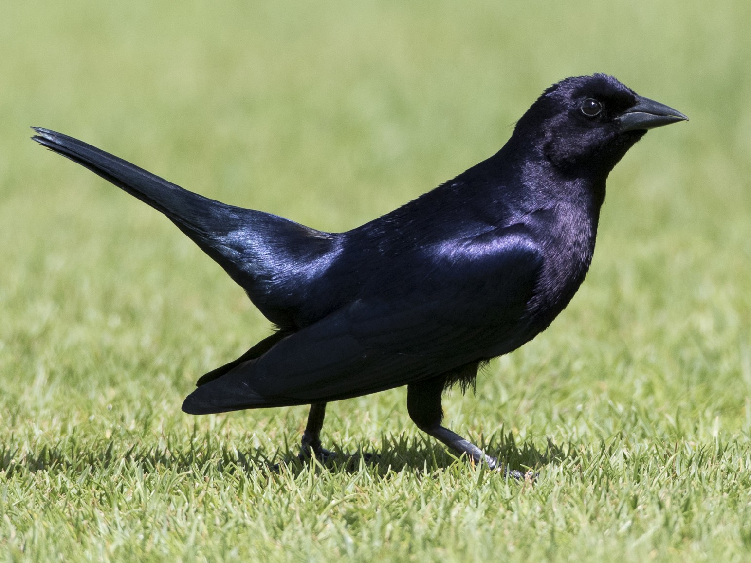 Shiny Cowbird - eBird
