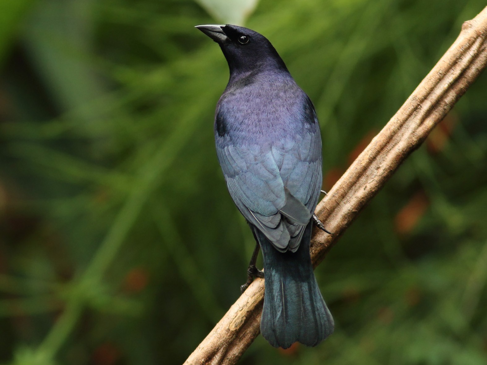 Shiny Cowbird - eBird