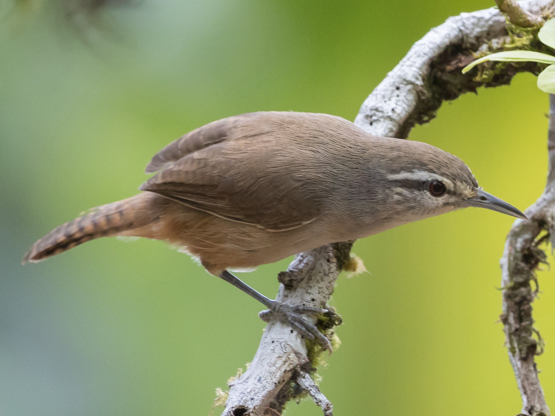 Isthmian Wren - eBird