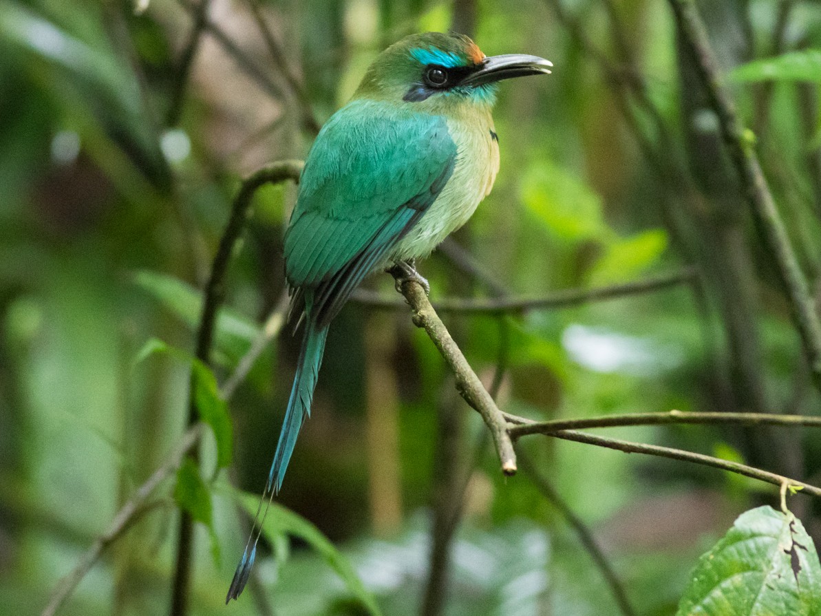 Keel-billed Motmot - eBird