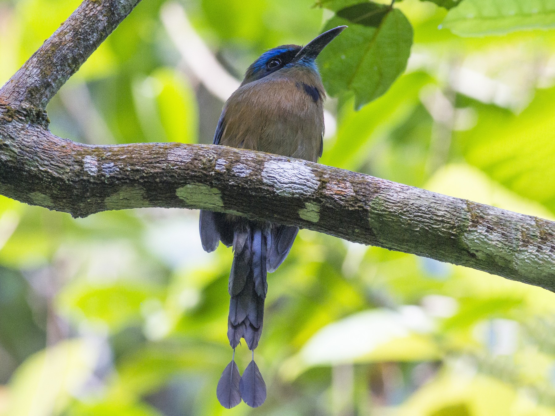 Keel-billed Motmot - eBird