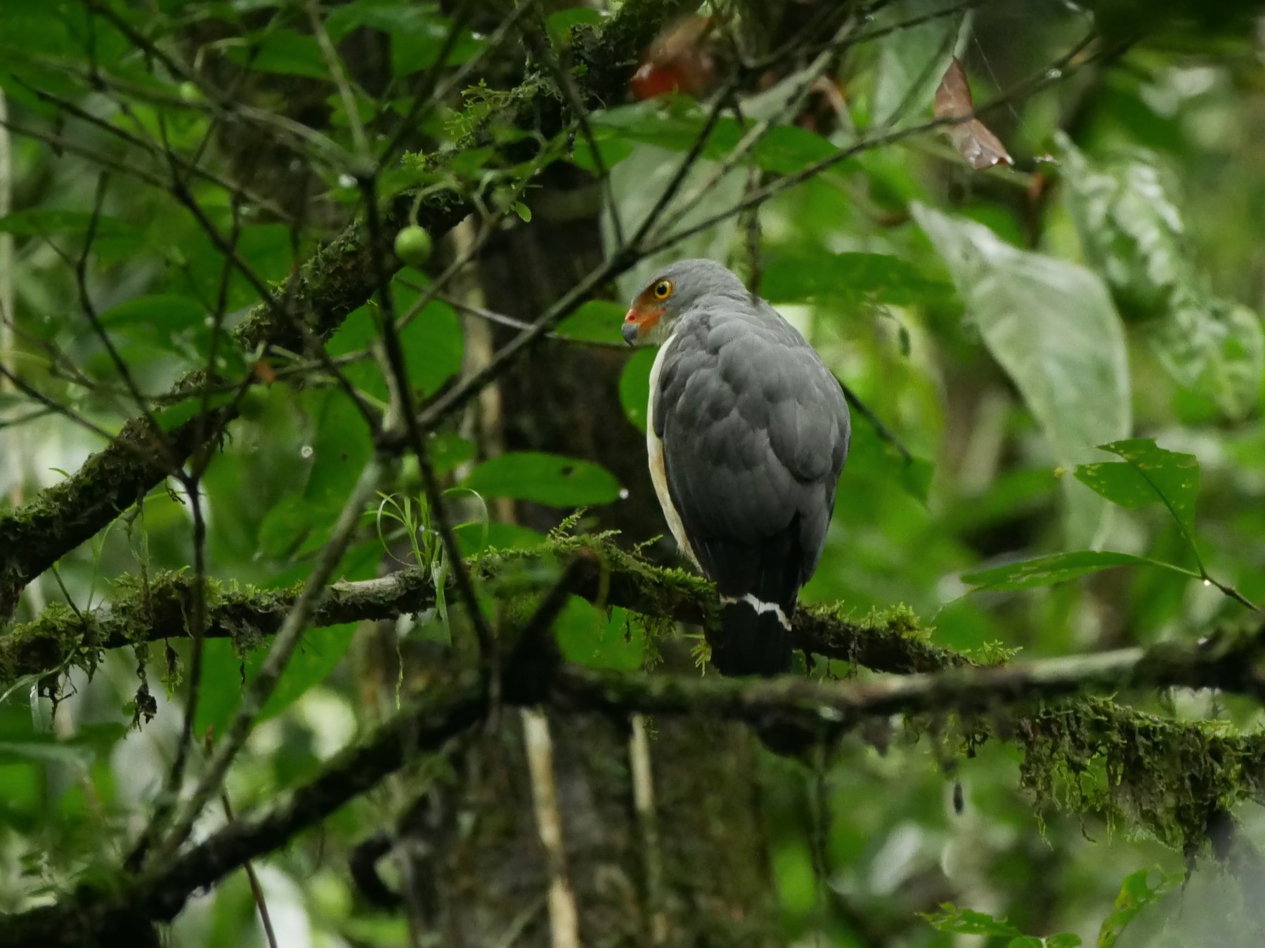 Semiplumbeous Hawk - eBird
