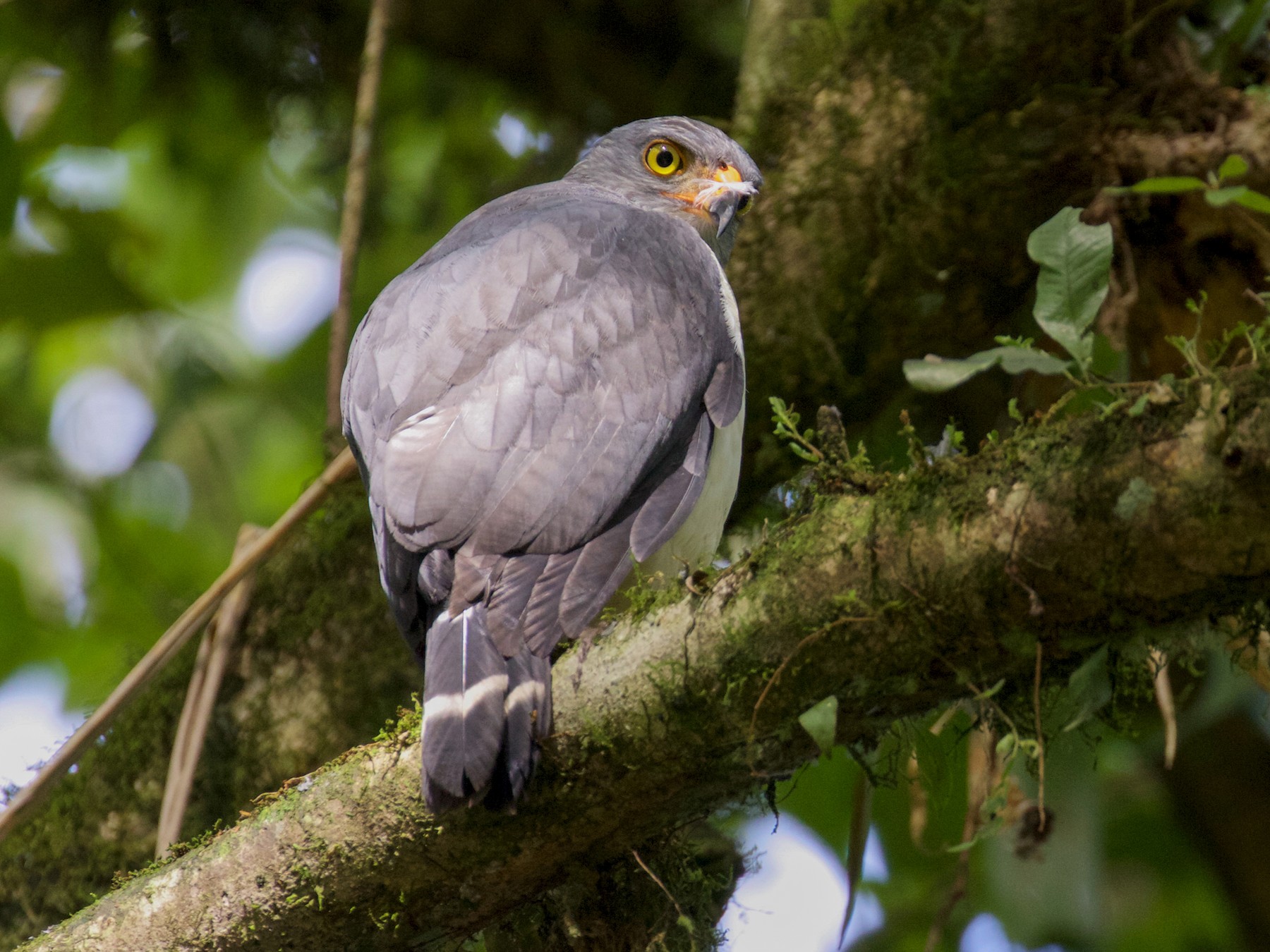 Semiplumbeous Hawk - eBird