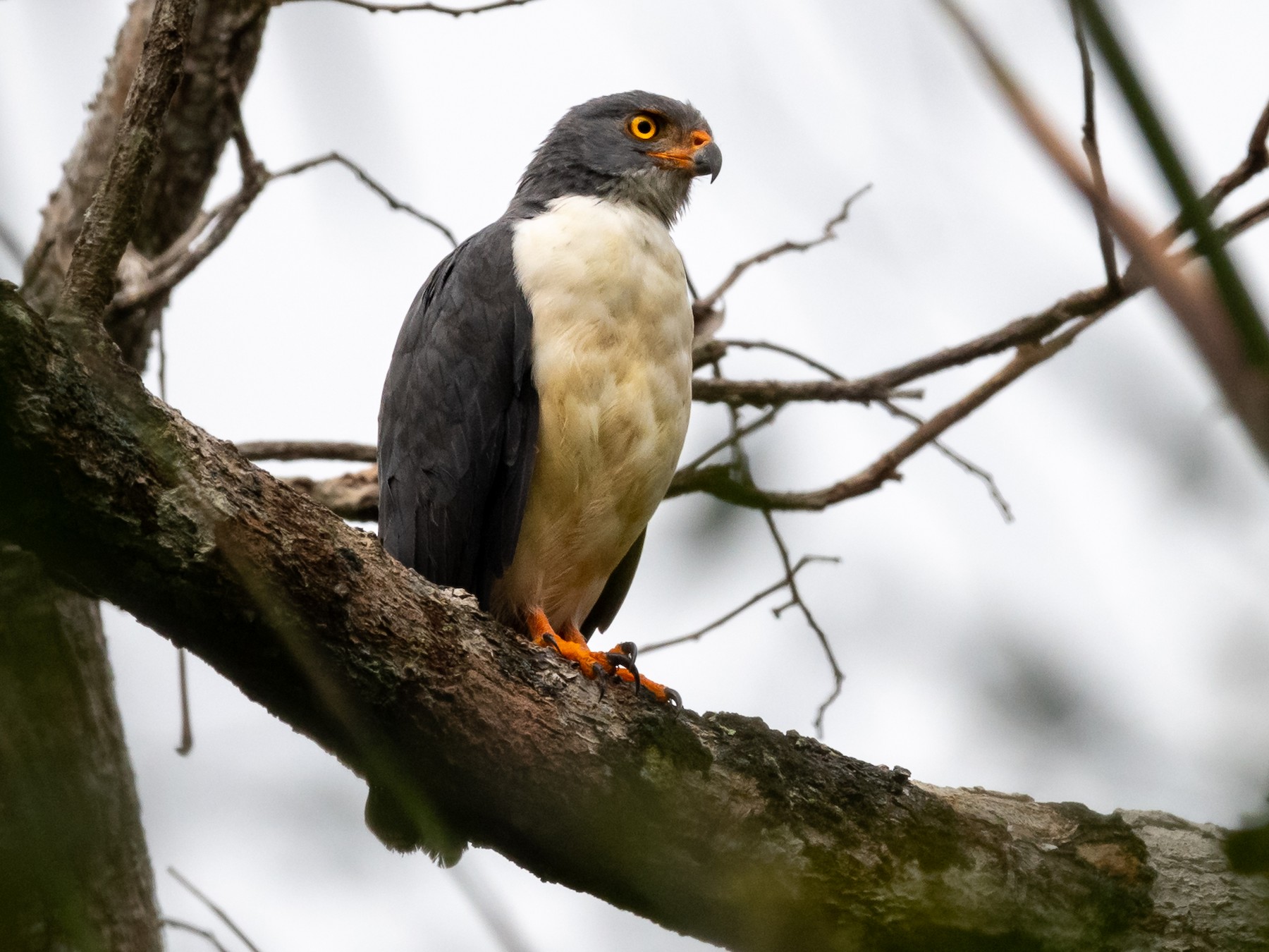 Semiplumbeous Hawk - eBird