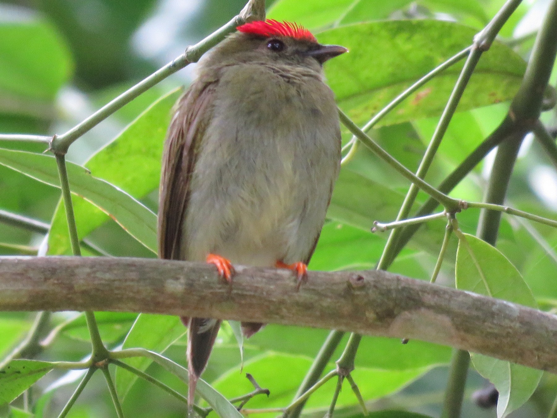 Lance-tailed Manakin - eBird