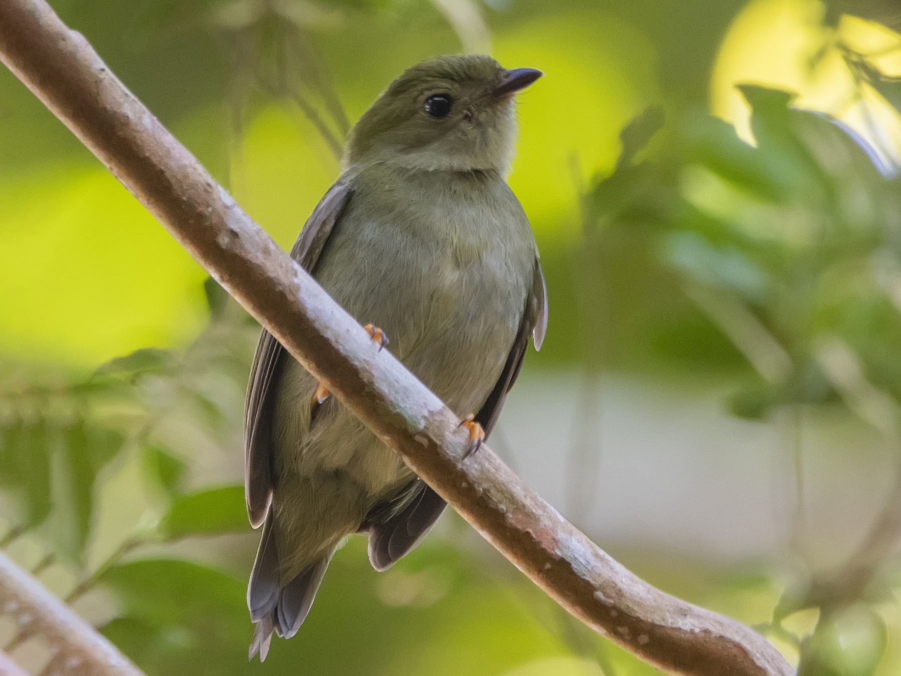 Lance-tailed Manakin - eBird