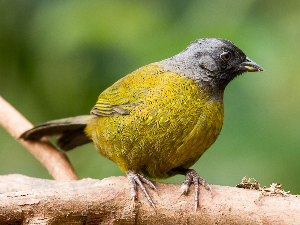 Large-footed Finch - eBird