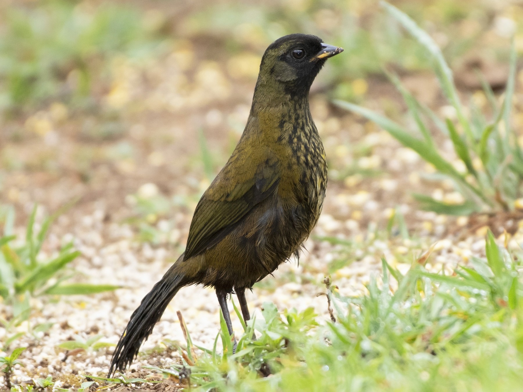 Large-footed Finch - eBird
