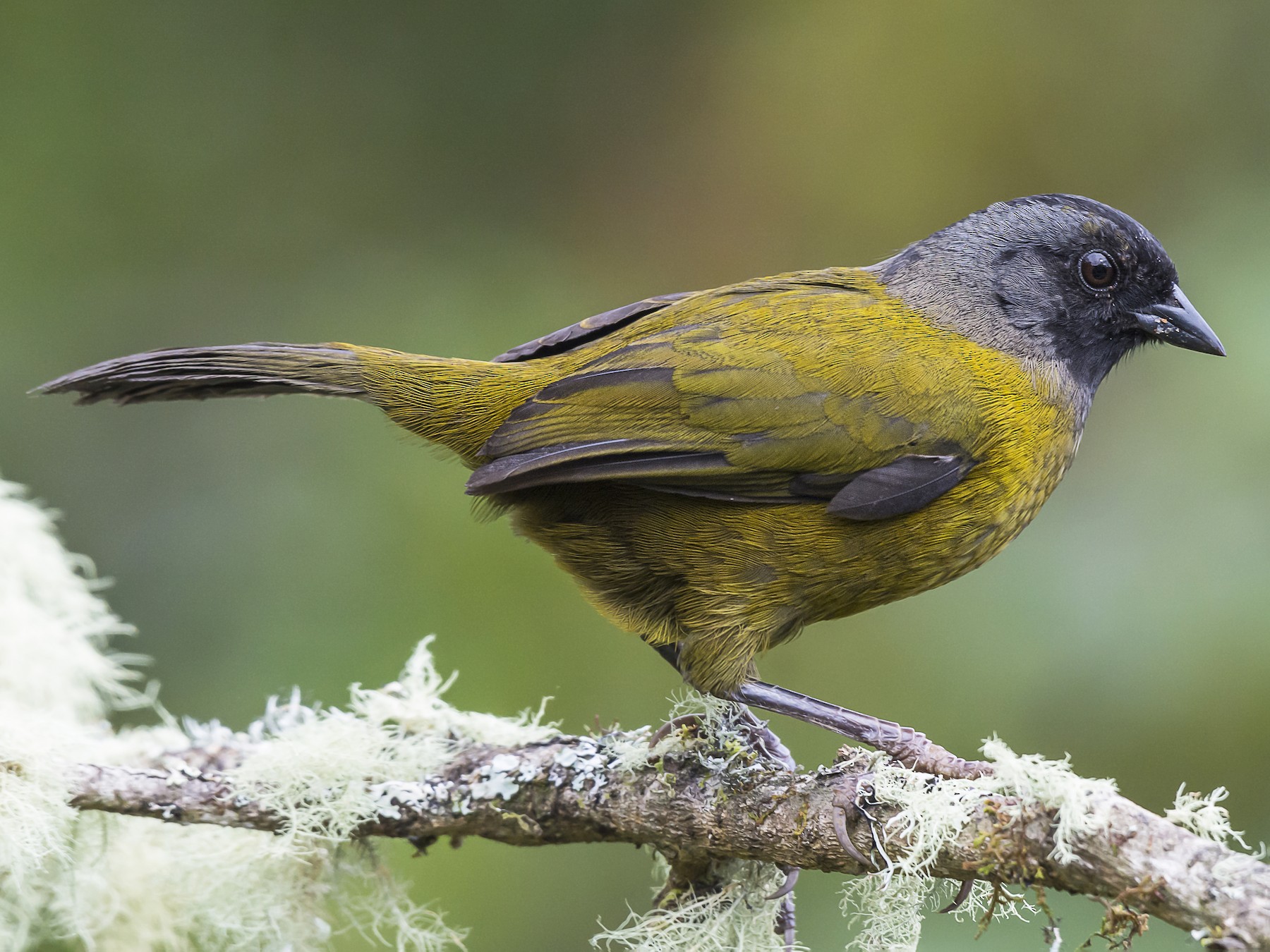 Large-footed Finch - eBird