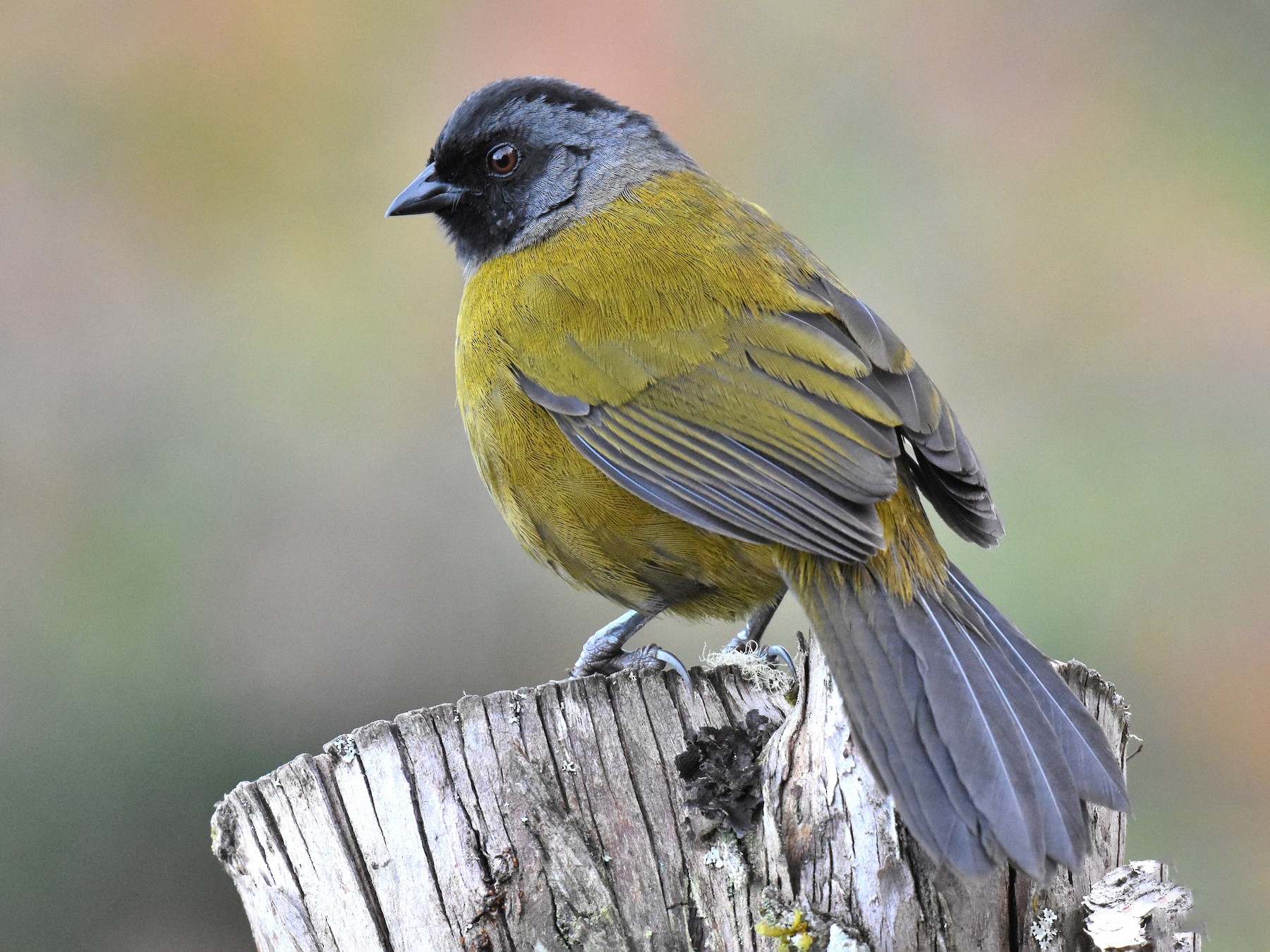 Large-footed Finch - eBird