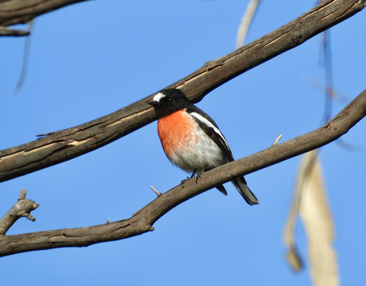 eBird Australia Checklist - 25 Jun 2020 - Bibaringa - 47 species