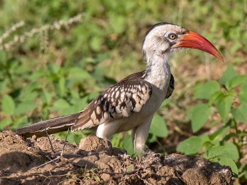Northern Red-billed Hornbill - eBird