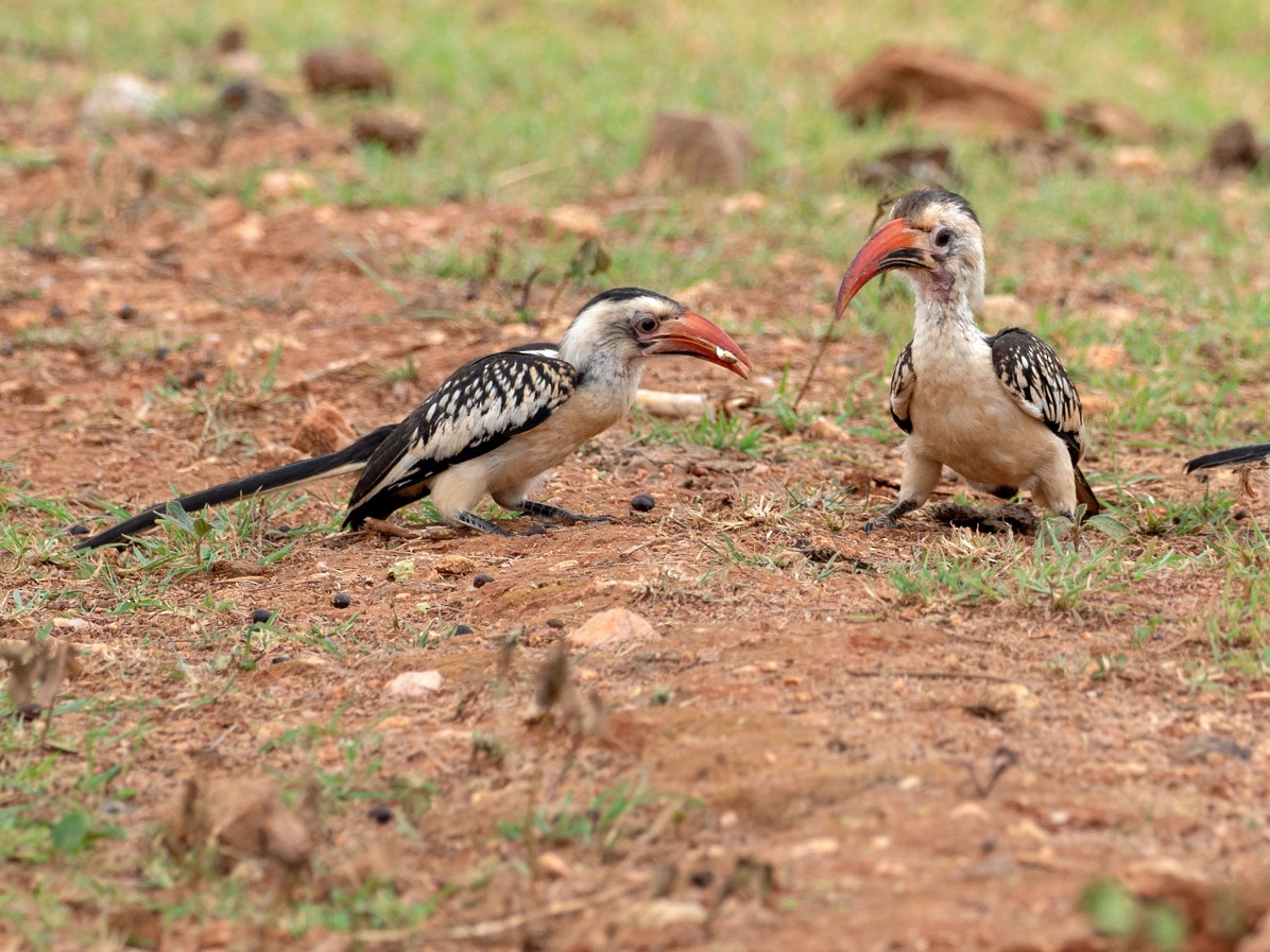 Northern Red-billed Hornbill - eBird