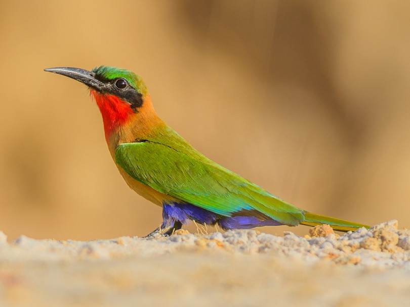 Red-throated Bee-eater - eBird