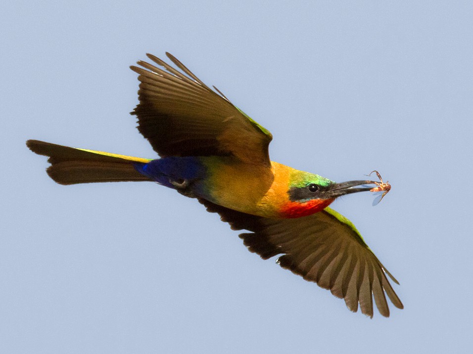 Red-throated Bee-eater - eBird