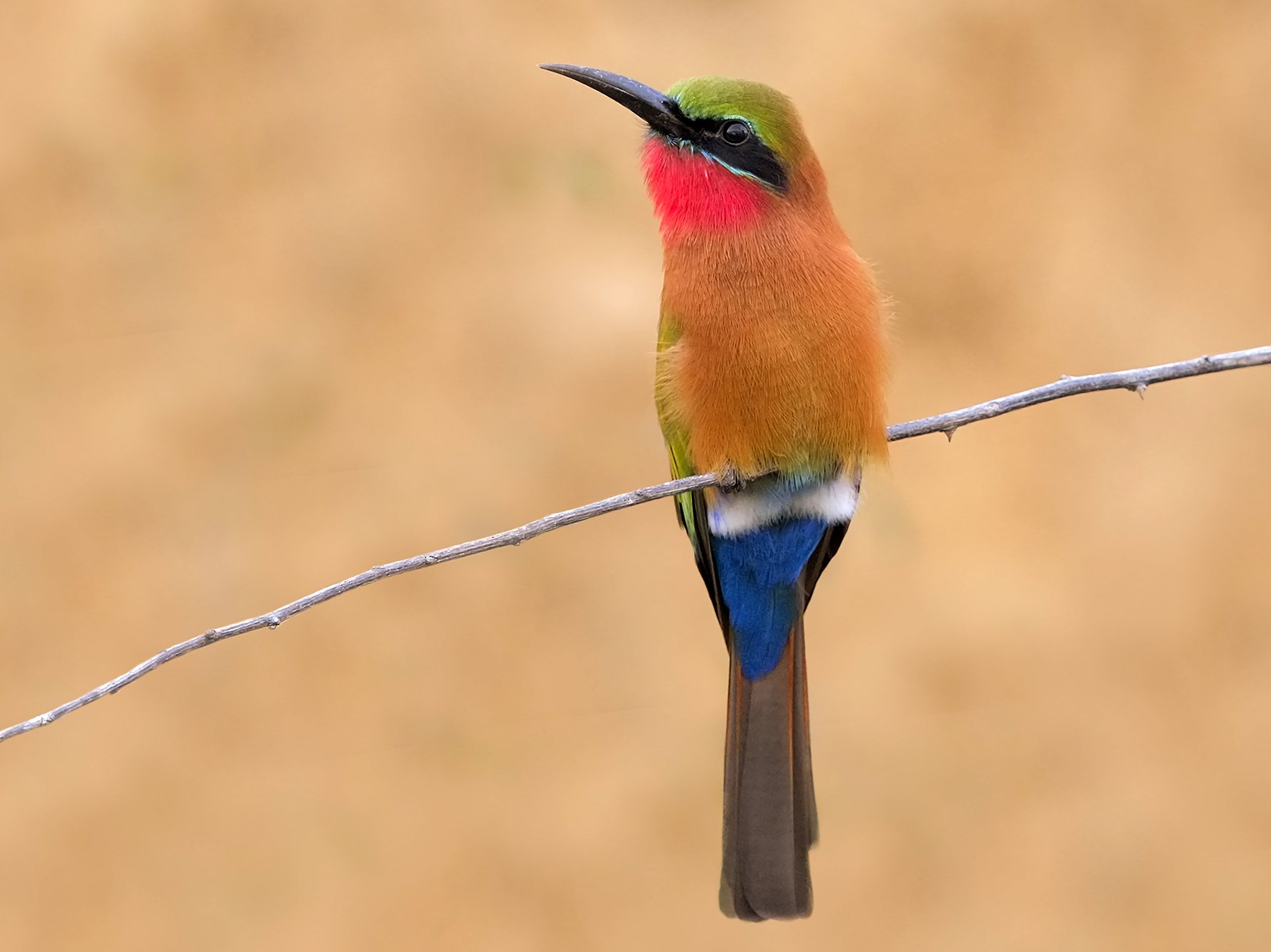Red-throated Bee-eater - eBird