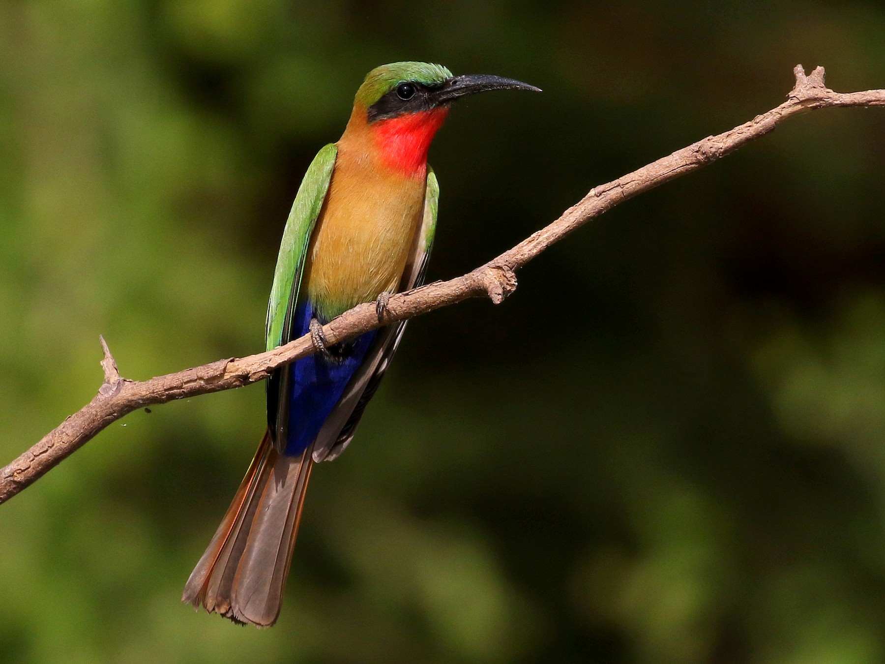 Red-throated Bee-eater - eBird