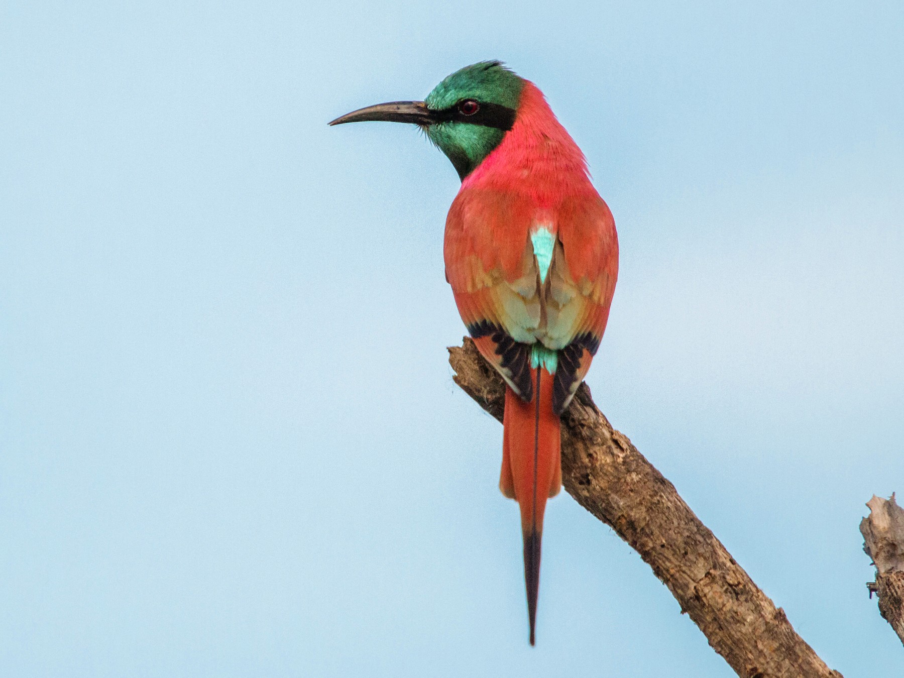 Northern Carmine Bee-eater - eBird