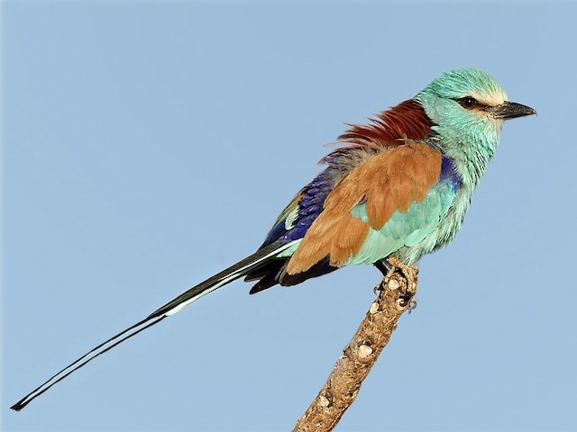 Photos - Abyssinian Roller - Coracias abyssinicus - Birds of the World