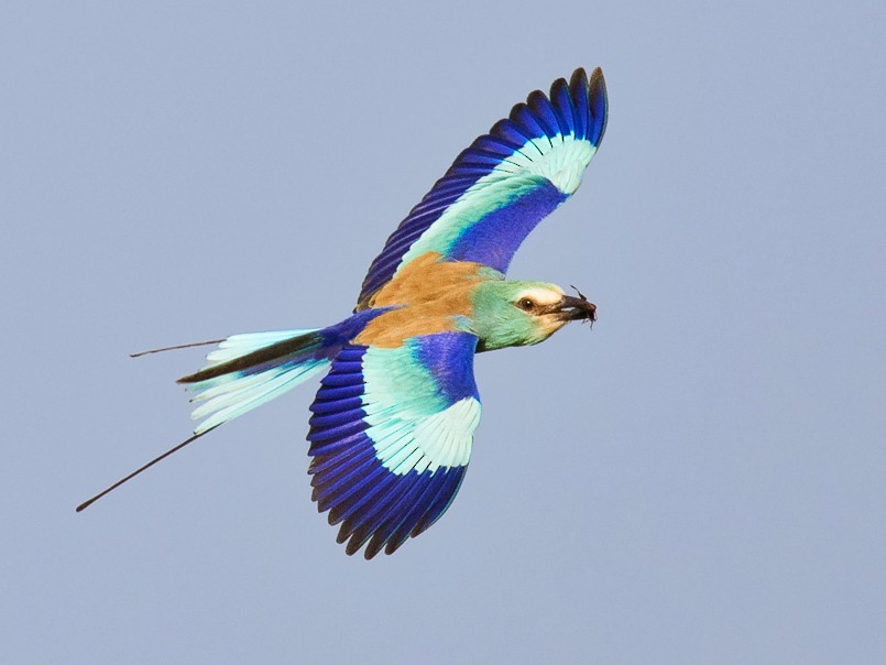 Abyssinian Roller - eBird