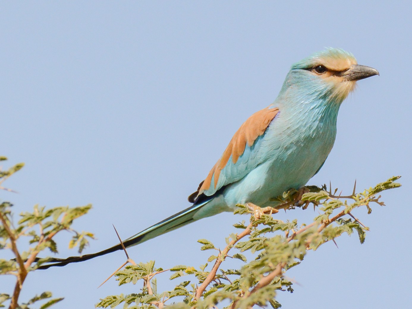 Abyssinian Roller - eBird