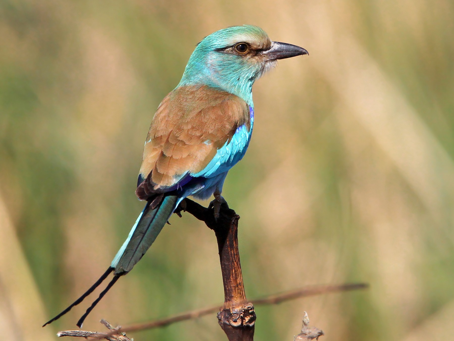 Abyssinian Roller - eBird