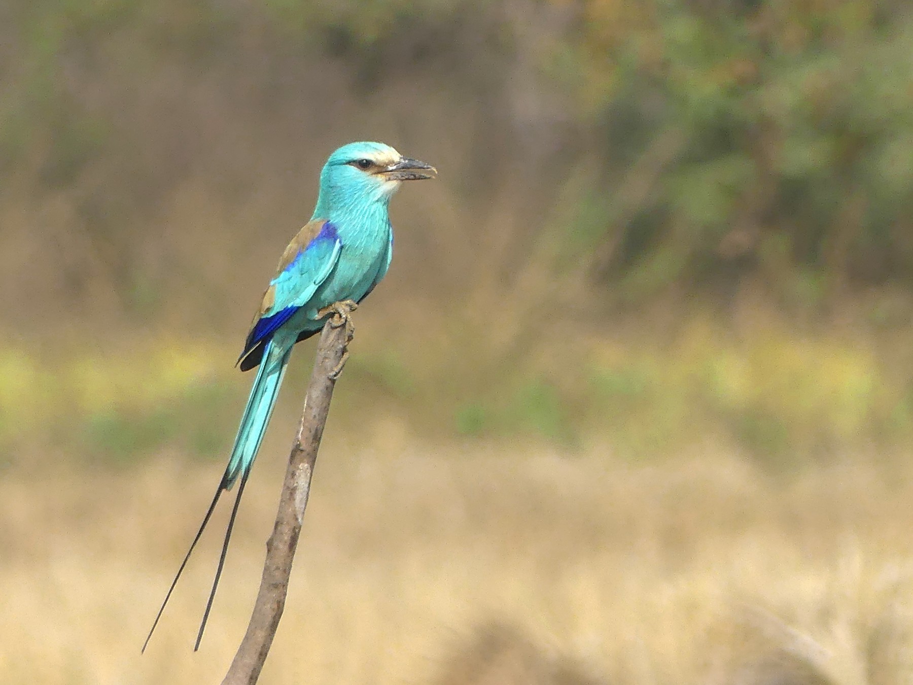 Abyssinian Roller - eBird