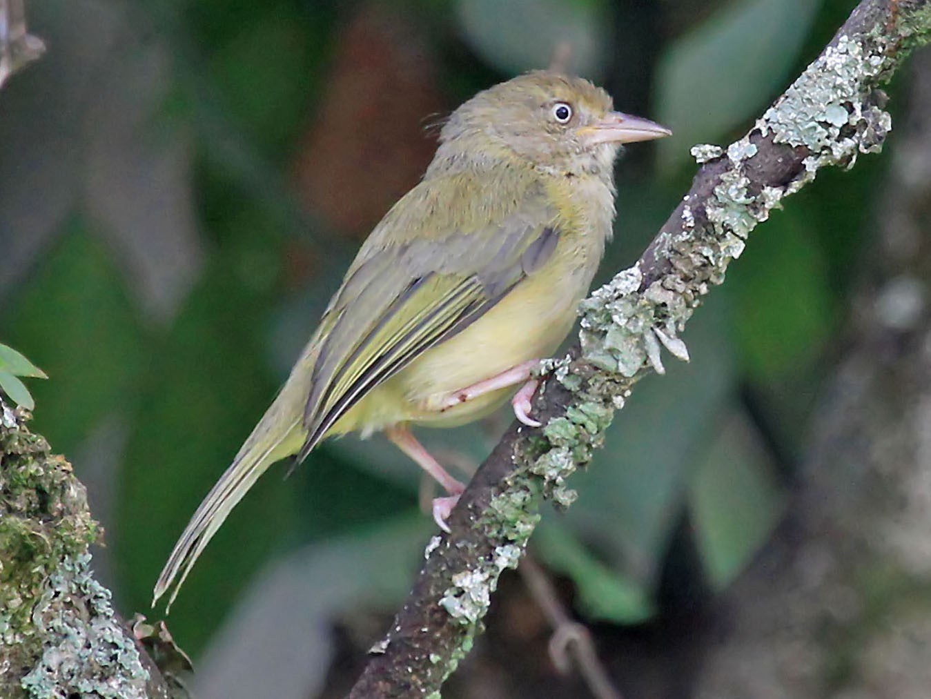 Scrub Greenlet - eBird