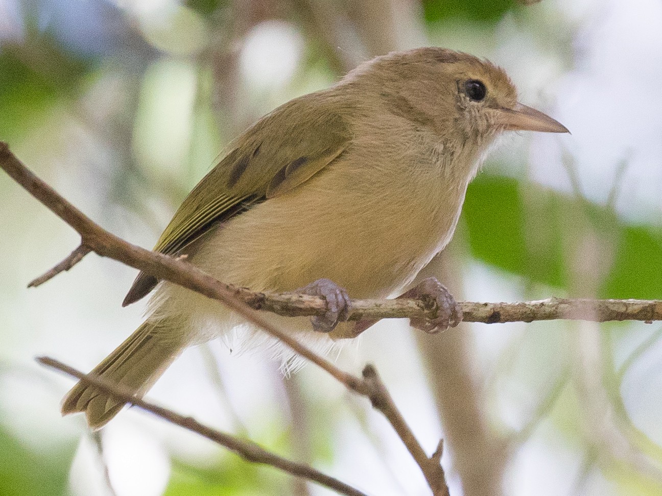 Scrub Greenlet - eBird