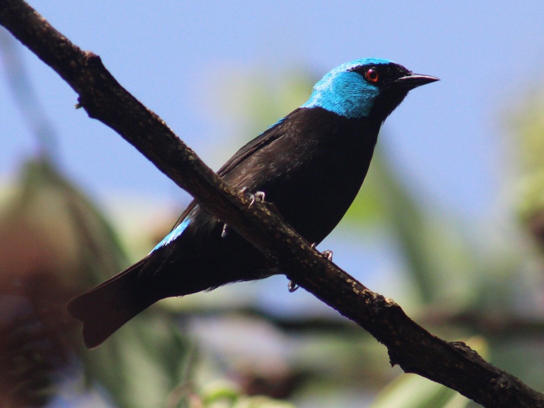 Scarlet-thighed Dacnis - eBird