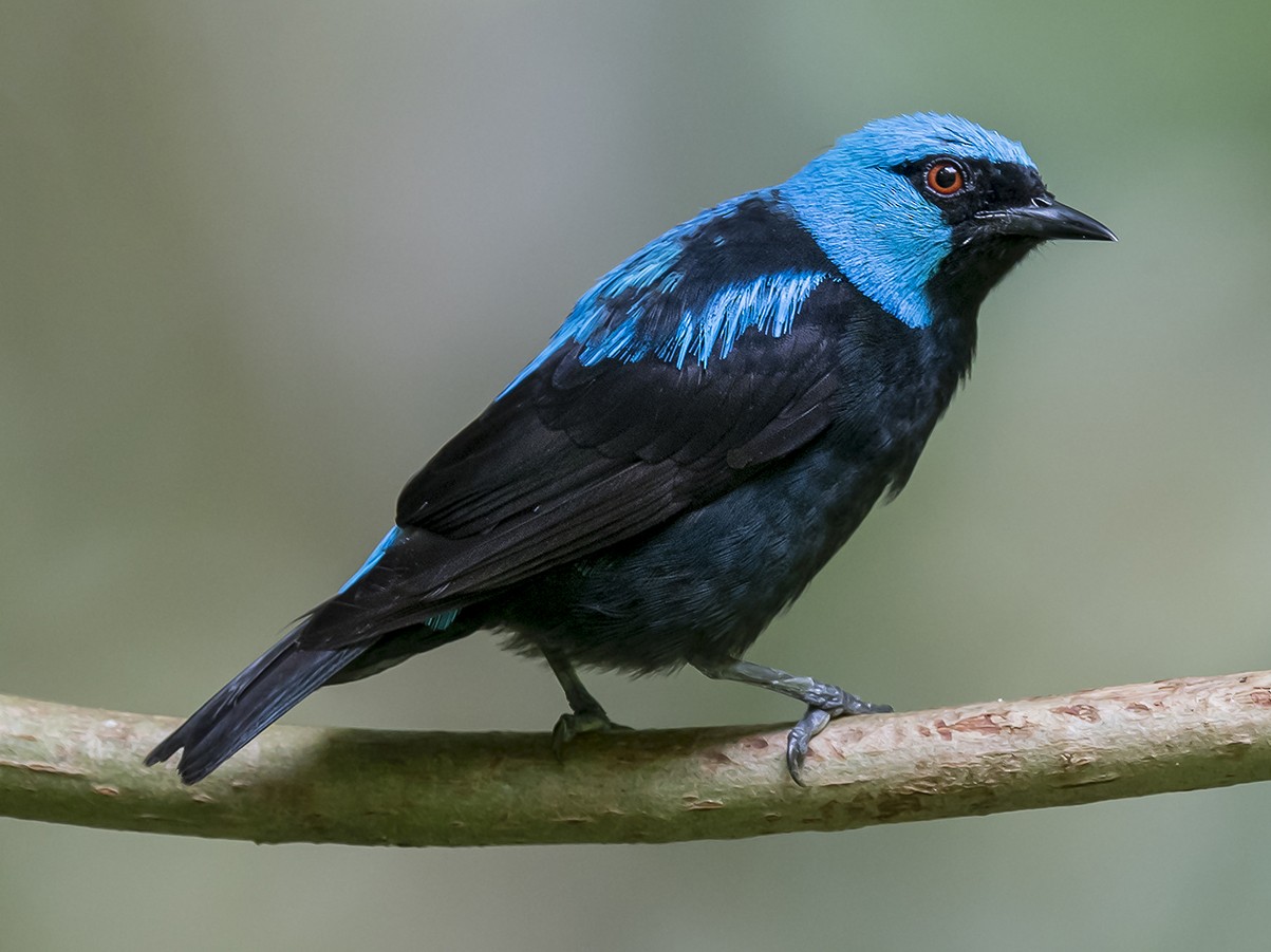Scarlet-thighed Dacnis - eBird