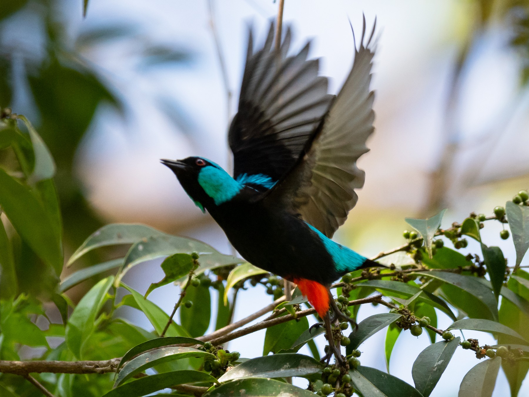 Scarlet-thighed Dacnis - eBird