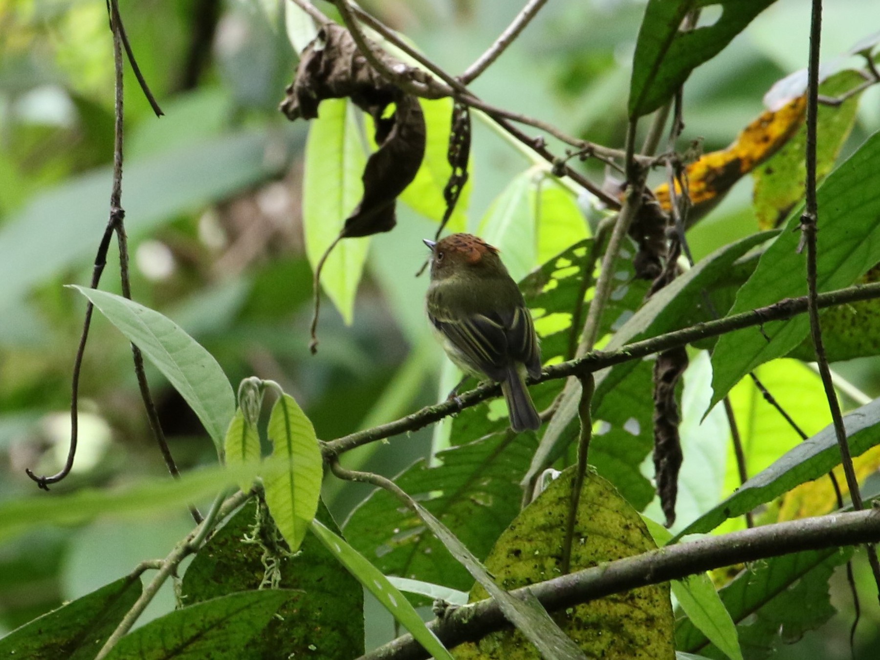 Pico Chato de Penacho - eBird