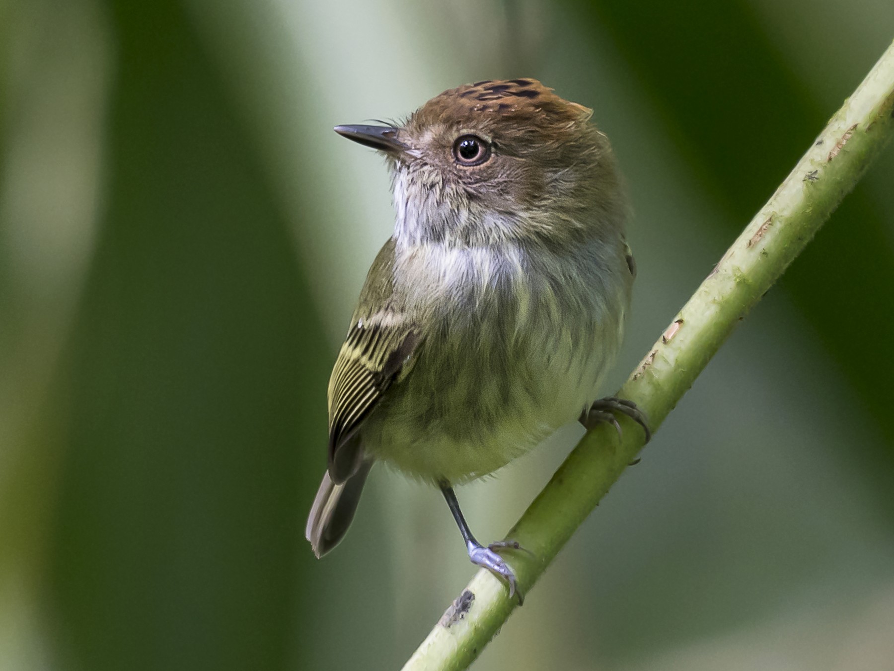 Scale-crested Pygmy-Tyrant - eBird