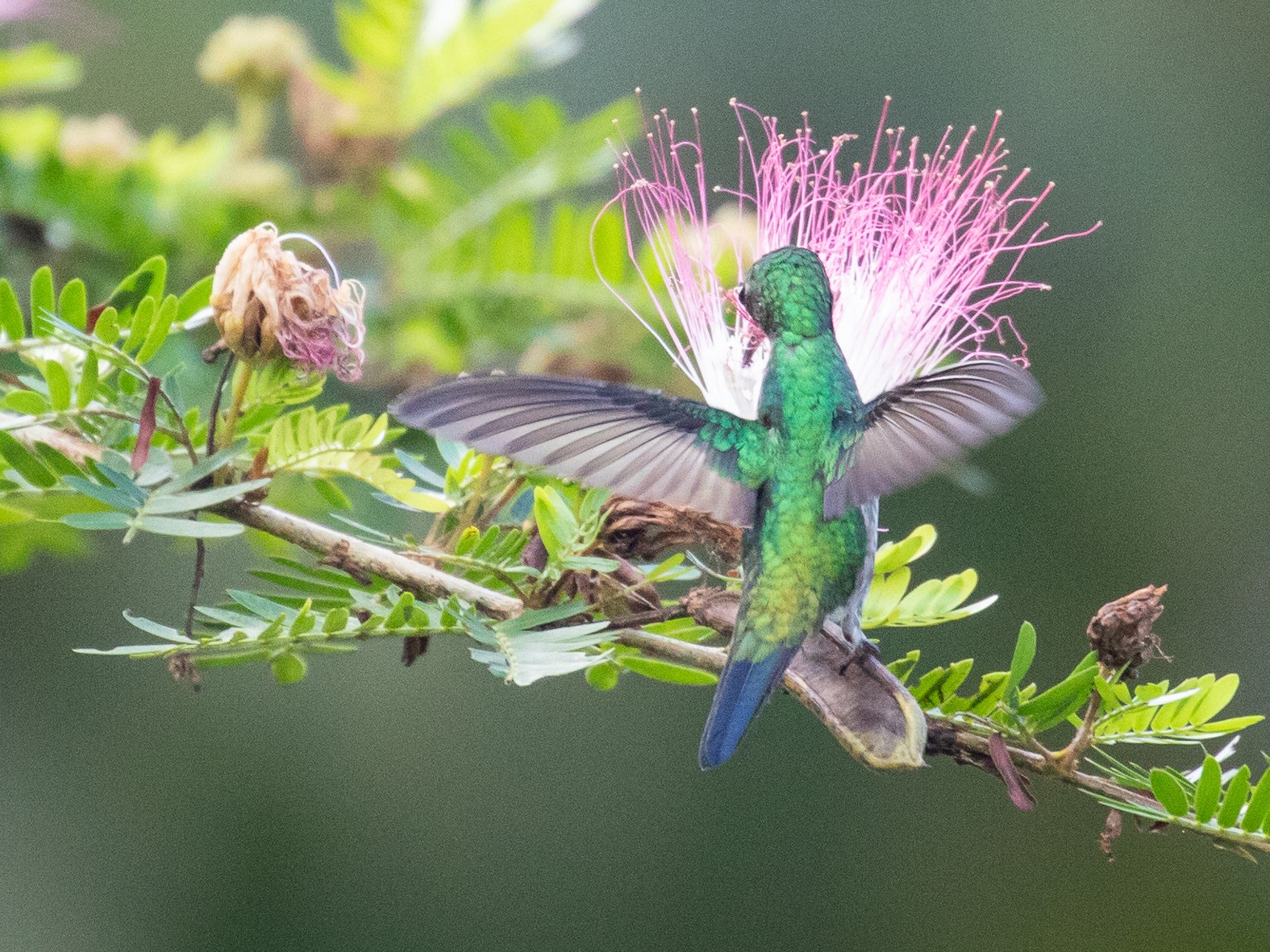 Sapphire-throated Hummingbird - eBird