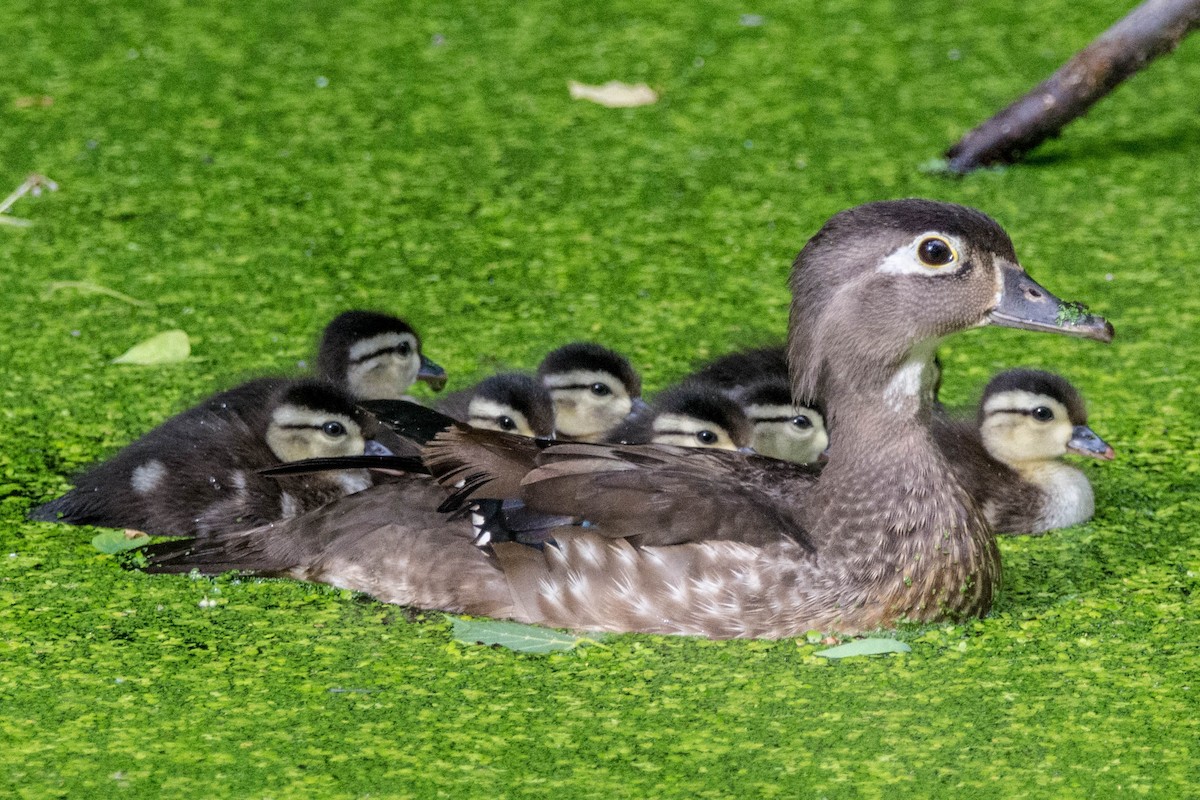 Breeding code reinterpretations - Maryland-DC Breeding Bird Atlas